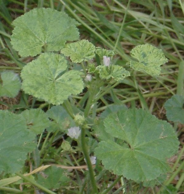 Backyard Wildcrafting: Common Mallow
