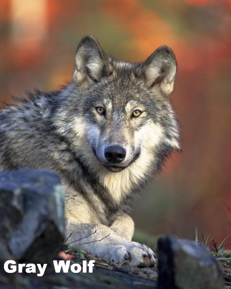 Tudo sobre lobos: lobo-cinzento(canis lupus)