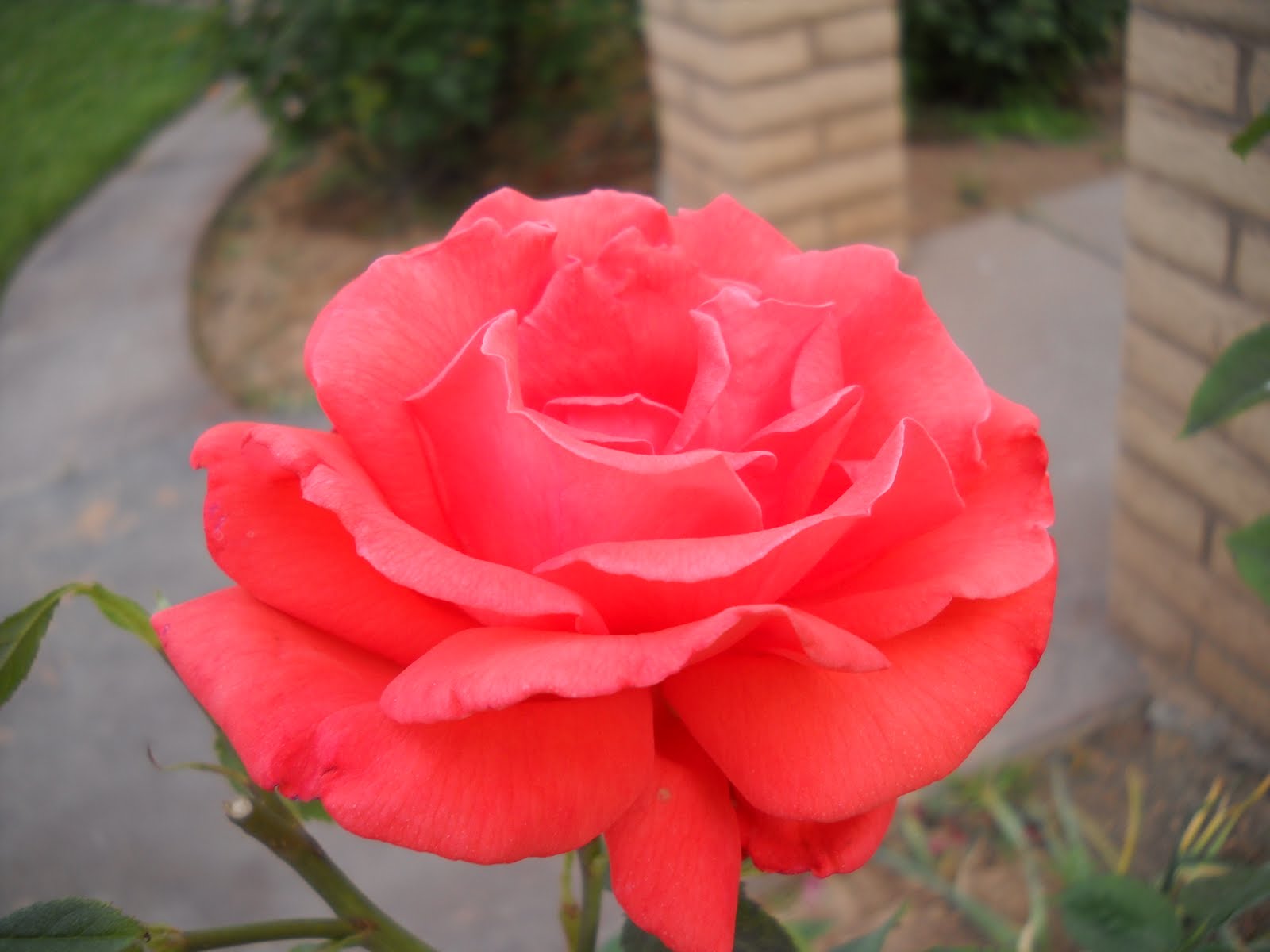 Margy's Musings: Gail's Roses and Yellow Flowers Sideways