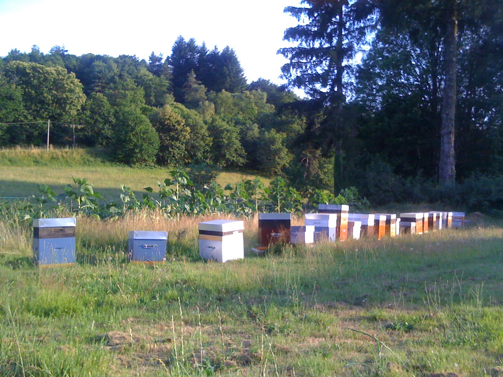 Apiville: Rucher en Corrèze