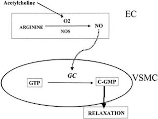 MEDIA INFORMASI KESEHATAN DAN KEDOKTERAN: RAHASIA SEL ENDOTEL