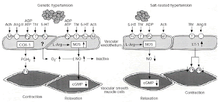 MEDIA INFORMASI KESEHATAN DAN KEDOKTERAN: RAHASIA SEL ENDOTEL