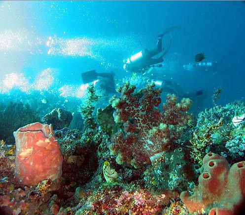 Scuba Diving Place : Bunaken Island, Manado, Indonesia ~ Travelling ...