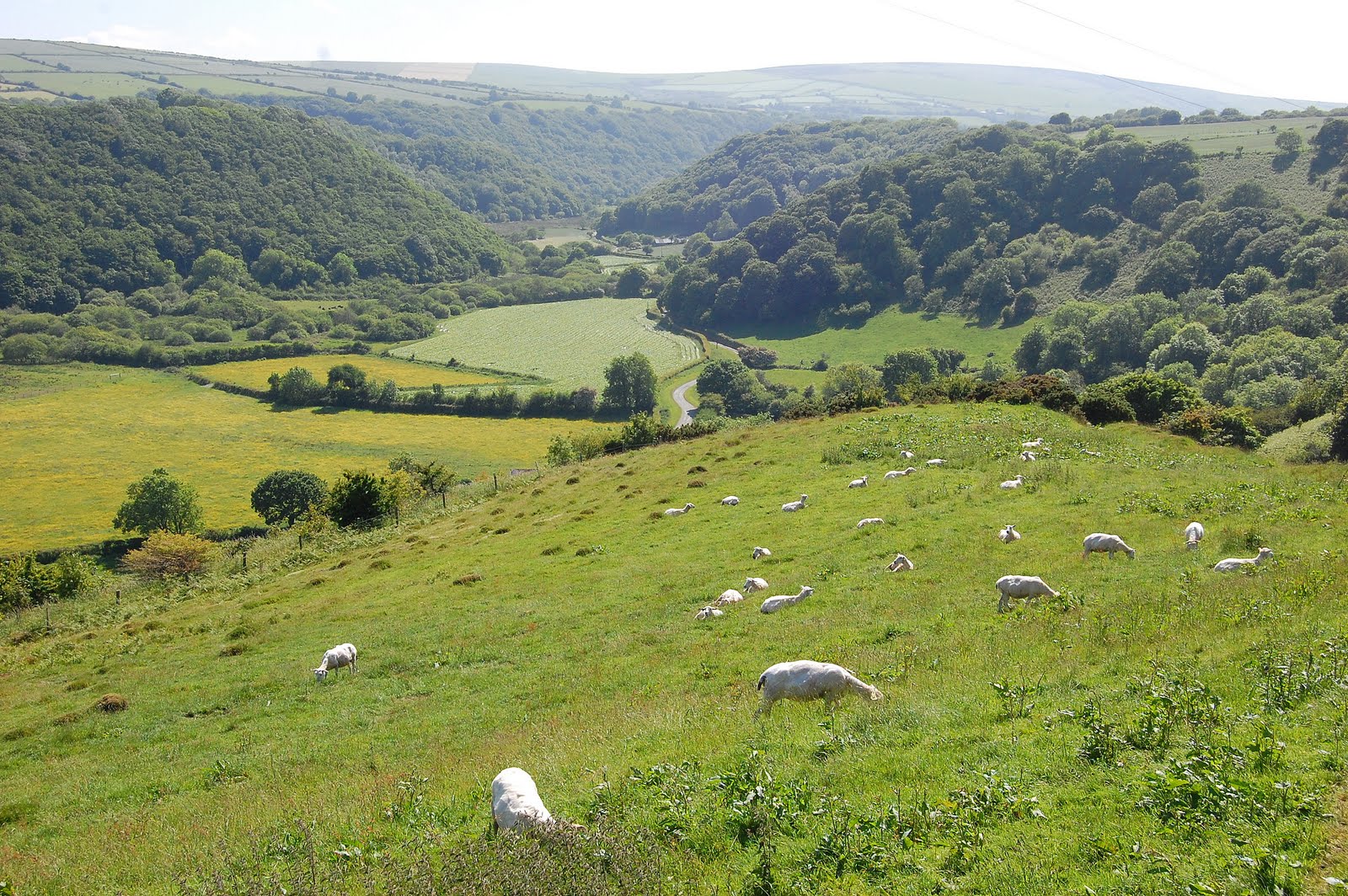 Thoughts and events of the day: Ffald y brenin