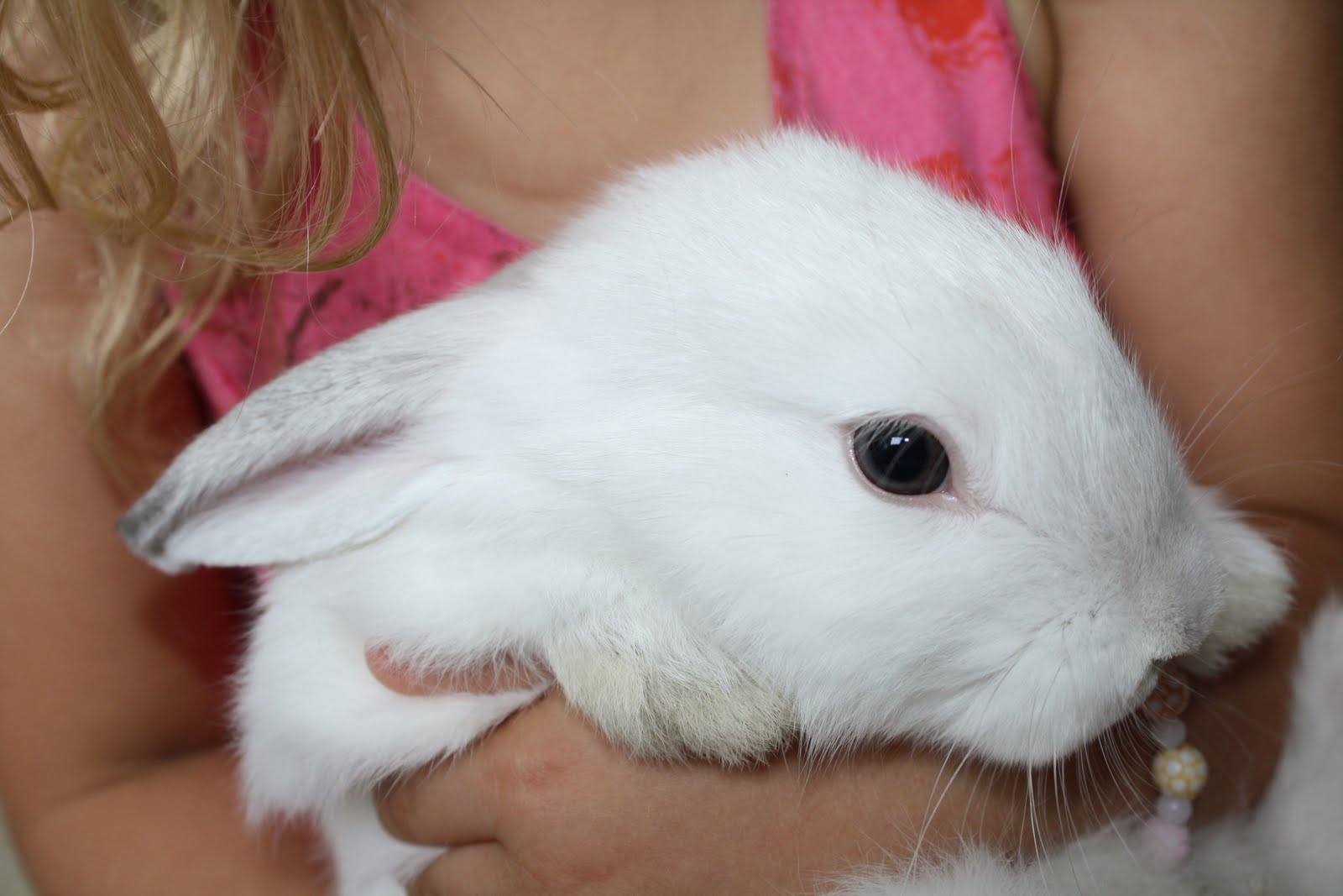 Oota, mä luen tän eka loppuun: pupu-hulluus