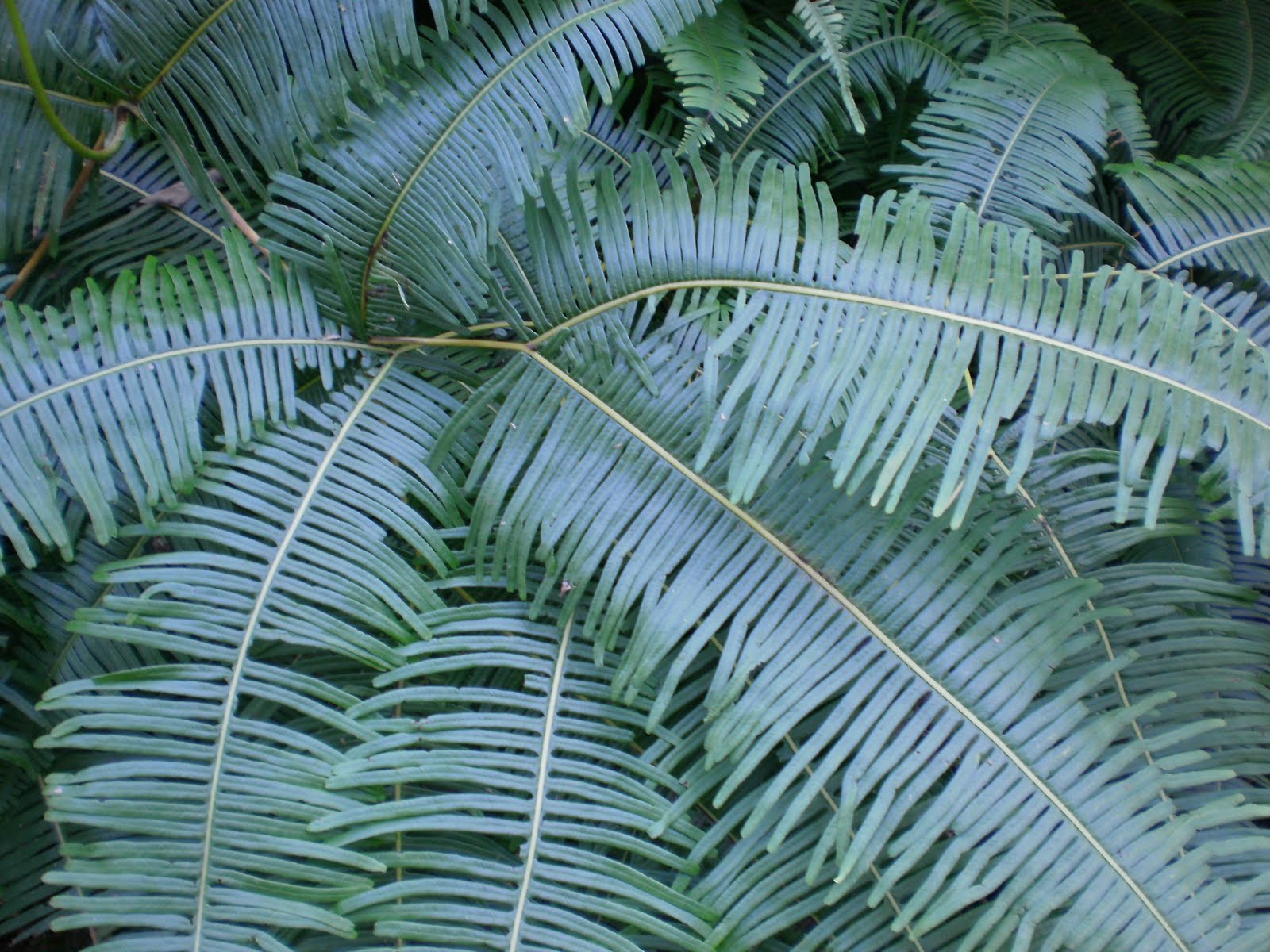 Insan....: Daun Resam...