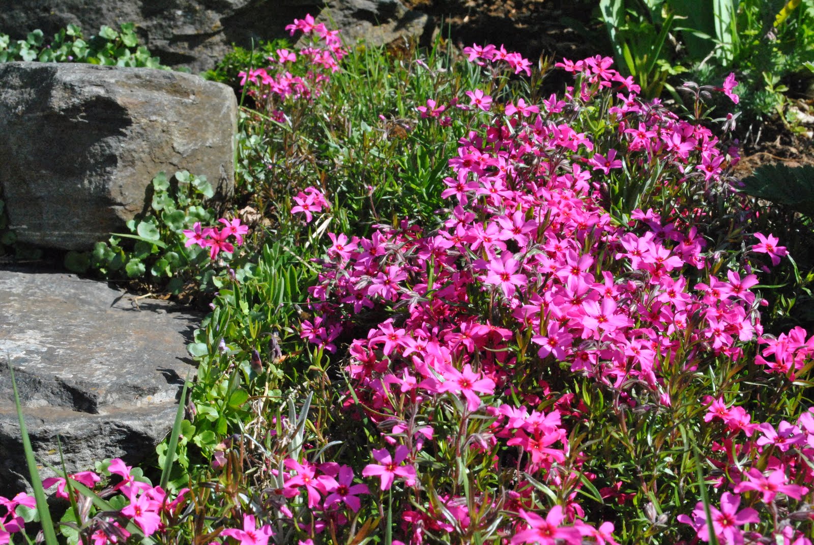 Hannes hobbyblogg: juni 2010