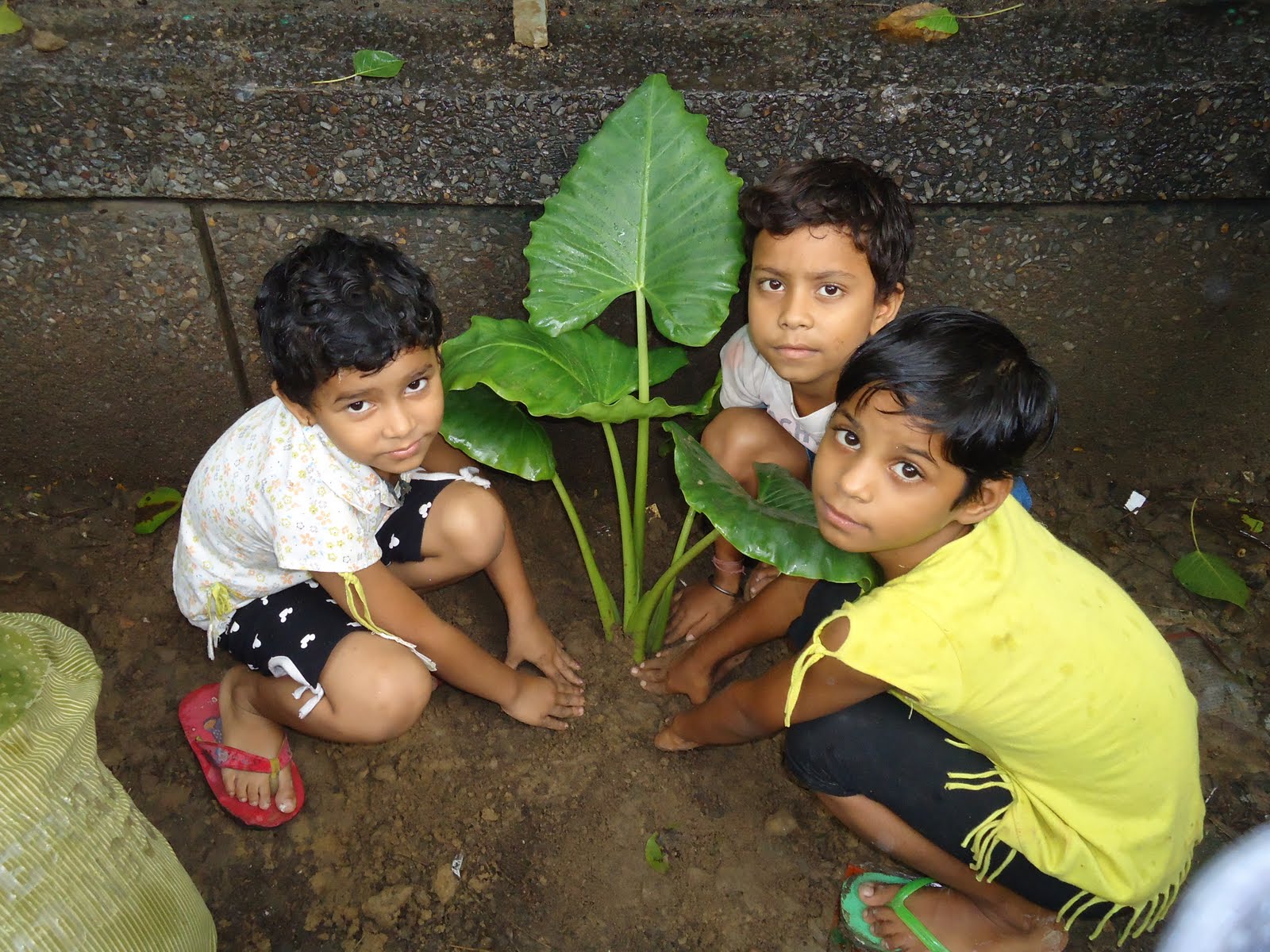 ECOKIDZ CLUB: Vriksharopan 12sept 2010