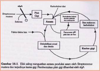 Ayu Dani: IMUNOLOGI KARIES GIGI