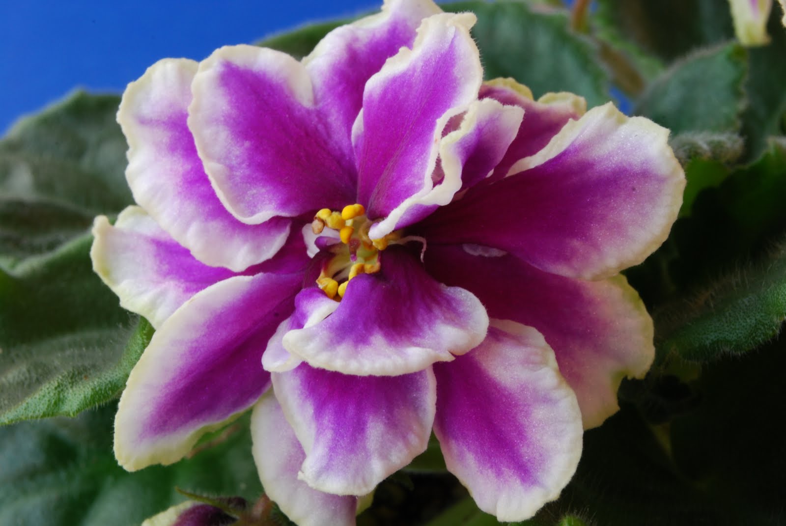 African Violets (flowers): Some New Photos of African Violets