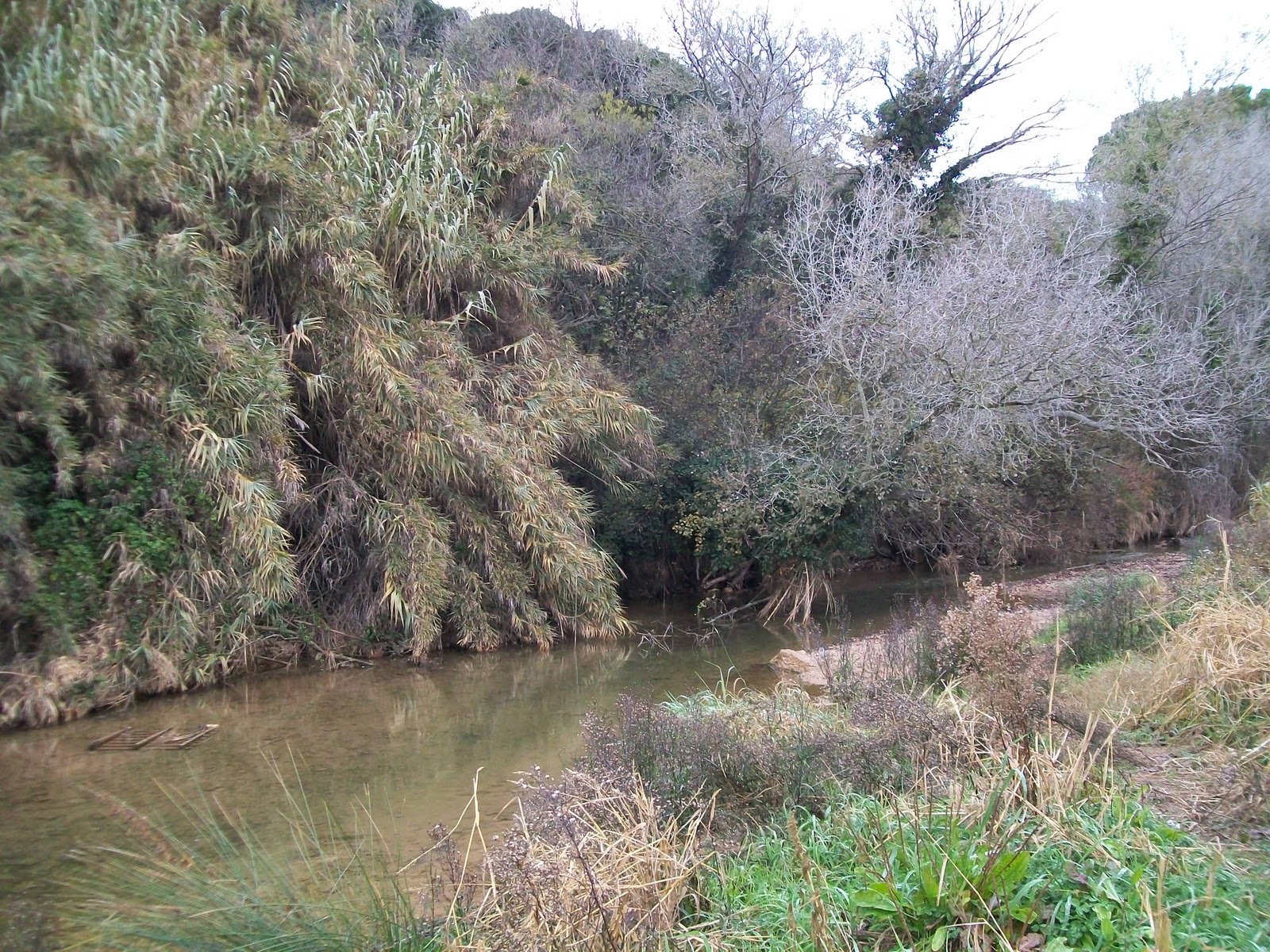 PAISATGISME: Canya americana (arundo donax)