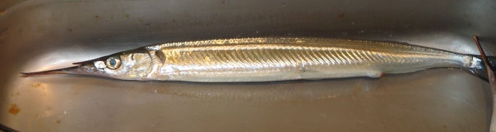 UMI: Out of the Sea - Ocean Fresh Fish