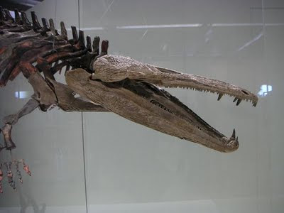 Dinosaurios de Argentina: Valle de la Luna / Ischigualasto