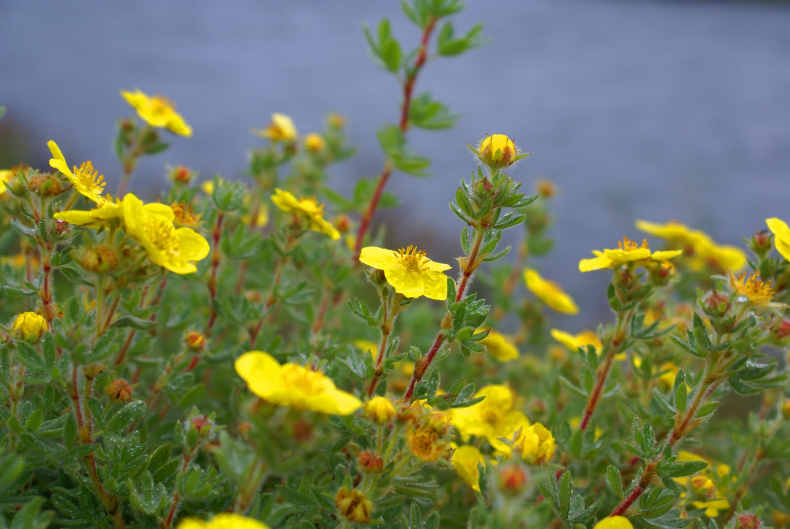 MONGOLIAN PICTURES: Mongolian Flowers
