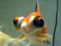 a goldfish with [popped, popping] eyes | WordReference Forums