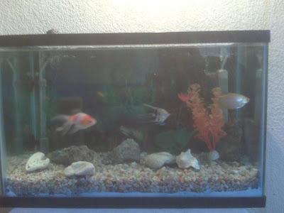 Principiantes en peceras: abril 2008