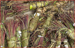 Kenya: Miraa/ Khat