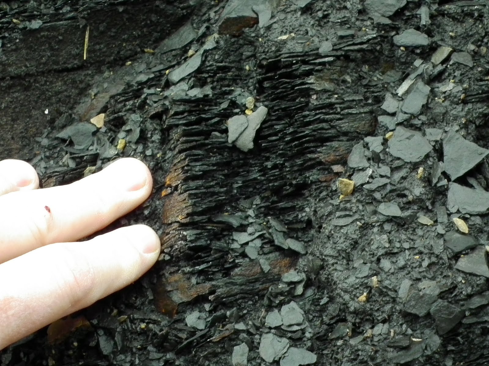 Happenings at Jello's House: To the Exshaw Shales Outcrop