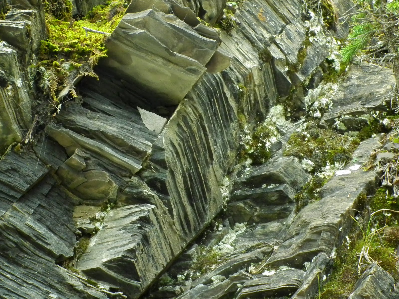 Happenings at Jello's House: To the Exshaw Shales Outcrop