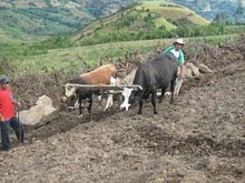 " CITY FRIAS": COSTUMBRES DE FRIAS EN imagenes: