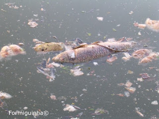 Jovem Ambientalista: Ambientalistas retiram peixes podres do Açude Velho