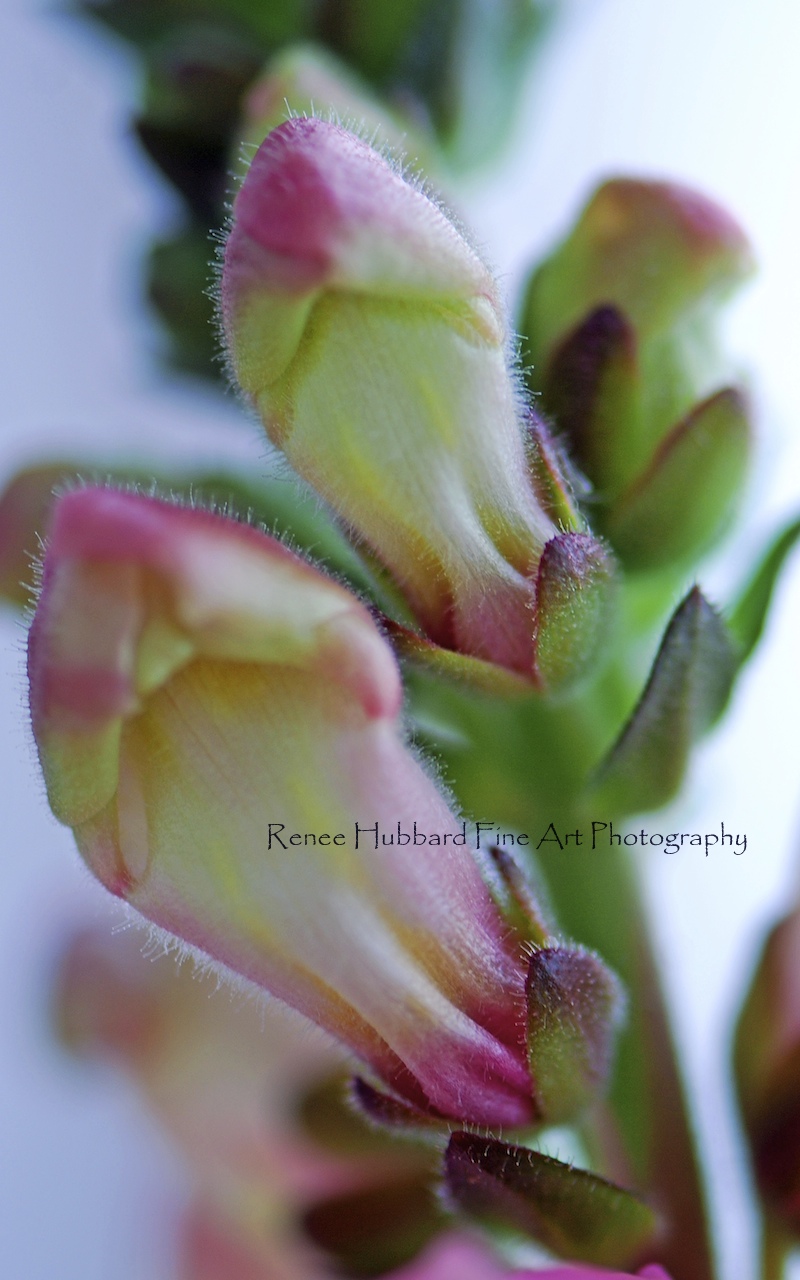 Extraordinary Light: The Centre of Life