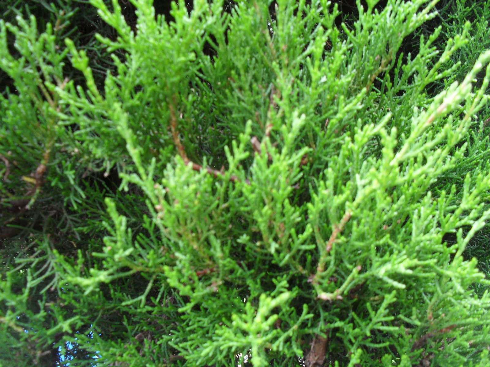 Blog de Biologia!!! *_*: Pino Cipres