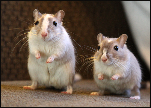 Photography and Life Journeys: Some gerbils, a Canon 7D....and a photo ...