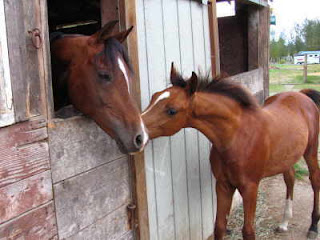 MiKael's Mania - Arabian Horses: Clacking Teeth or Flehmen Response ...