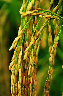 PENJODOH BILANGAN: Tangkai