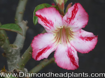 Adenium: Diamond Head Plants Adenium