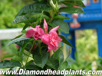 Mandevilla Double flower