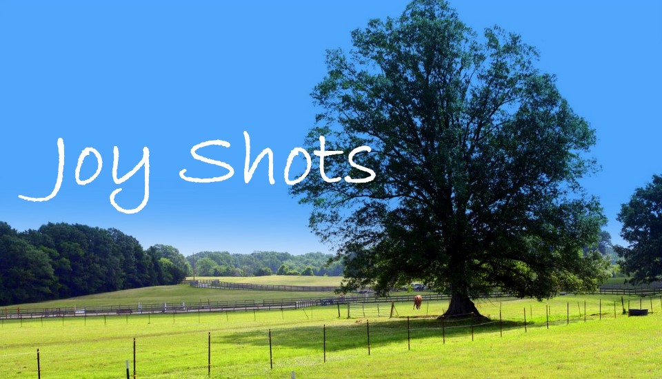 Joy Shots