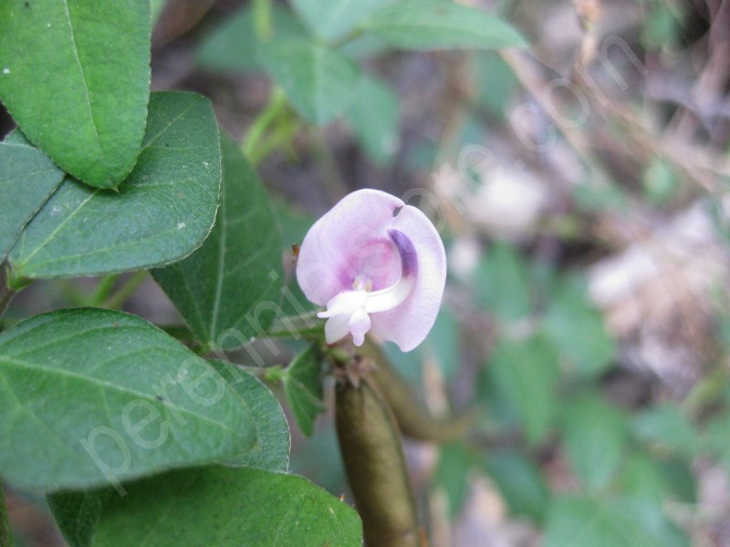 Perennial Plants, Bulbs & Seeds: Trailing Wild Bean (Strophostyles ...