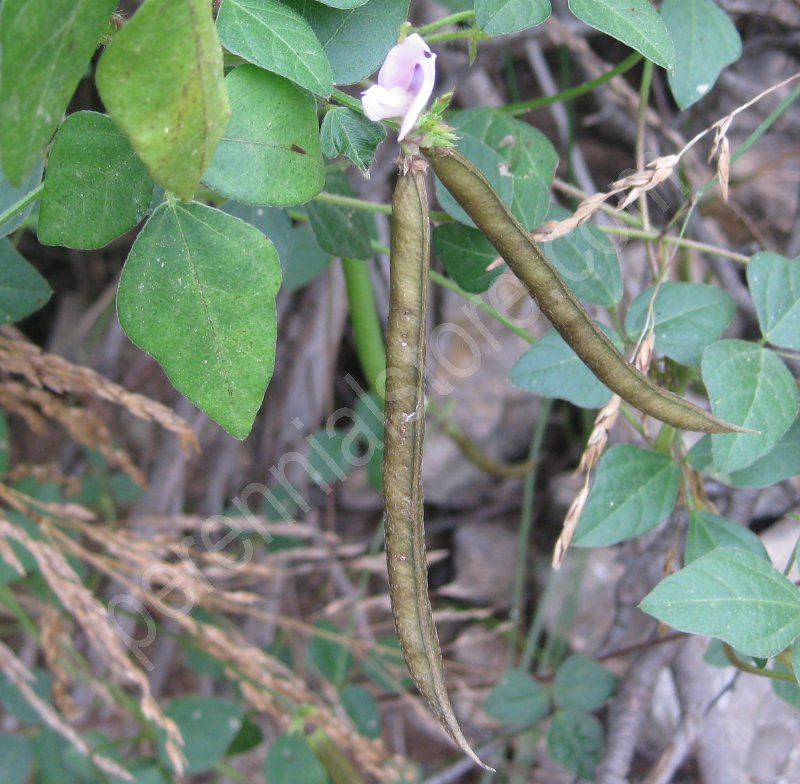 Perennial Plants, Bulbs & Seeds: Trailing Wild Bean (Strophostyles ...