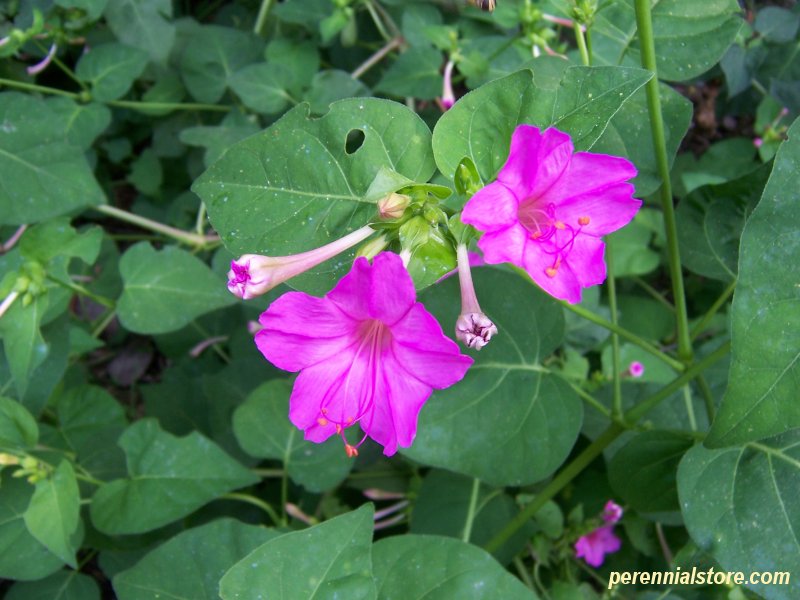 Perennial Plants, Bulbs & Seeds: Four O'Clock (Mirabilis jalapa) seeds