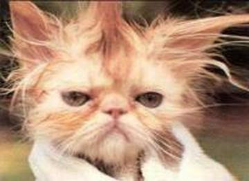 Mostly Random Photos, eh?: 1 messed up cat