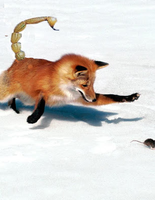 Rare and Mutated Animals: fox with Scorpion tail