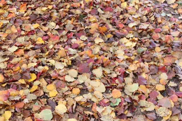 Life Through A Lens: Fall Bradford Pear Color