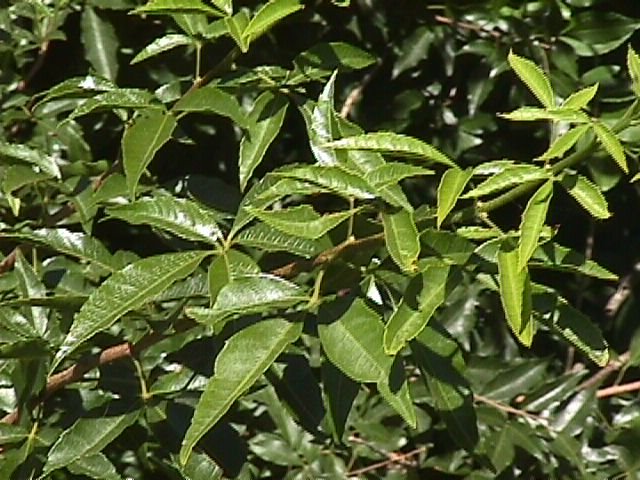 Medicina Natural: El Cocu