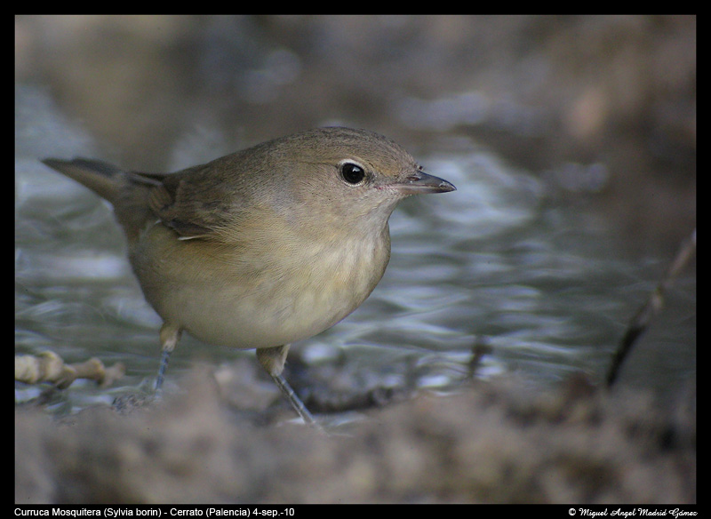 Cuaderno de campo de Miguel Angel Madrid Gómez: El charco - 1ª parte ...