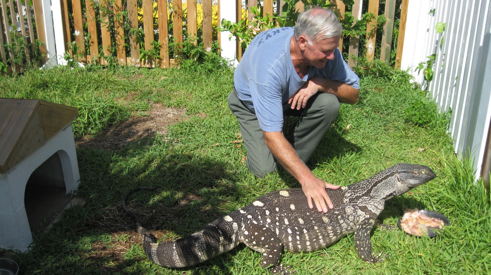 Animals Online: The Black Throated Monitor