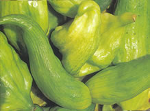 Angelmayotarot: LA CAIGUA Y SUS PROPIEDADES ASOMBROSAS