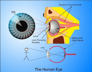 SENSACIÓN, PERCEPCIÓN Y ESTADOS DE CONCIENCIA: Percepción Visual: Proceso