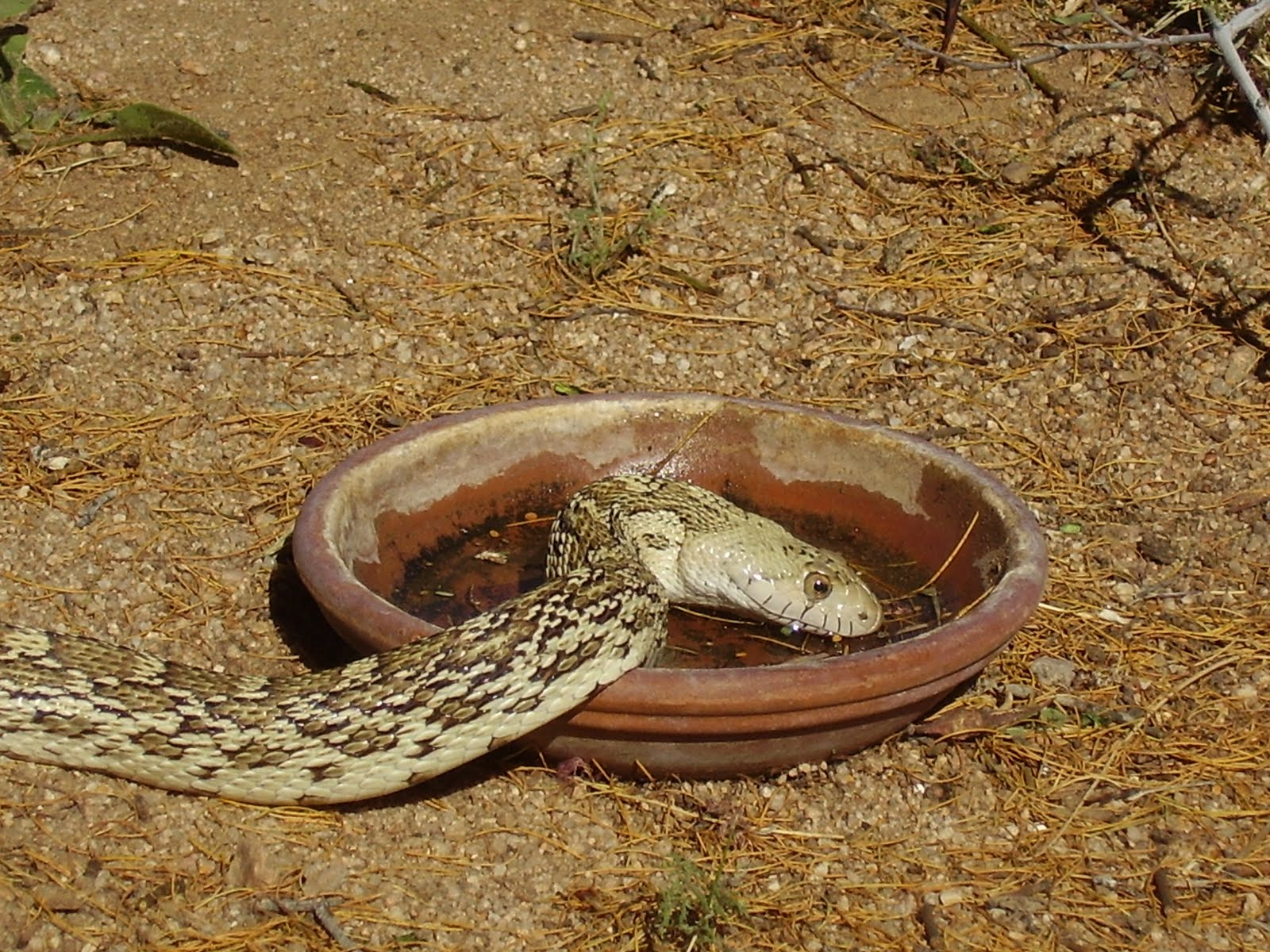 Simple Info About How To Look After Snakes - Postmary11