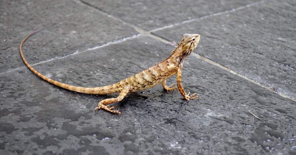 Eynda's Diary: Haiwan Eksotik Kah??