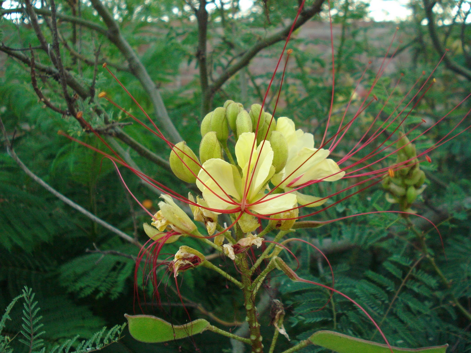 Distintas Direcciones: Barba de Chivo