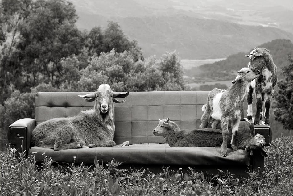 Renegade Umbrella: goats on a sofa