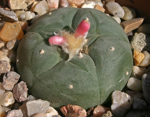 Peyote Sunday a Great Ritual For the Native Indians - Parallel Perception