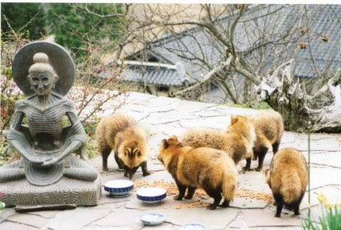 (01) Haiku and Happiness: WKD - Badgers / Tanuki